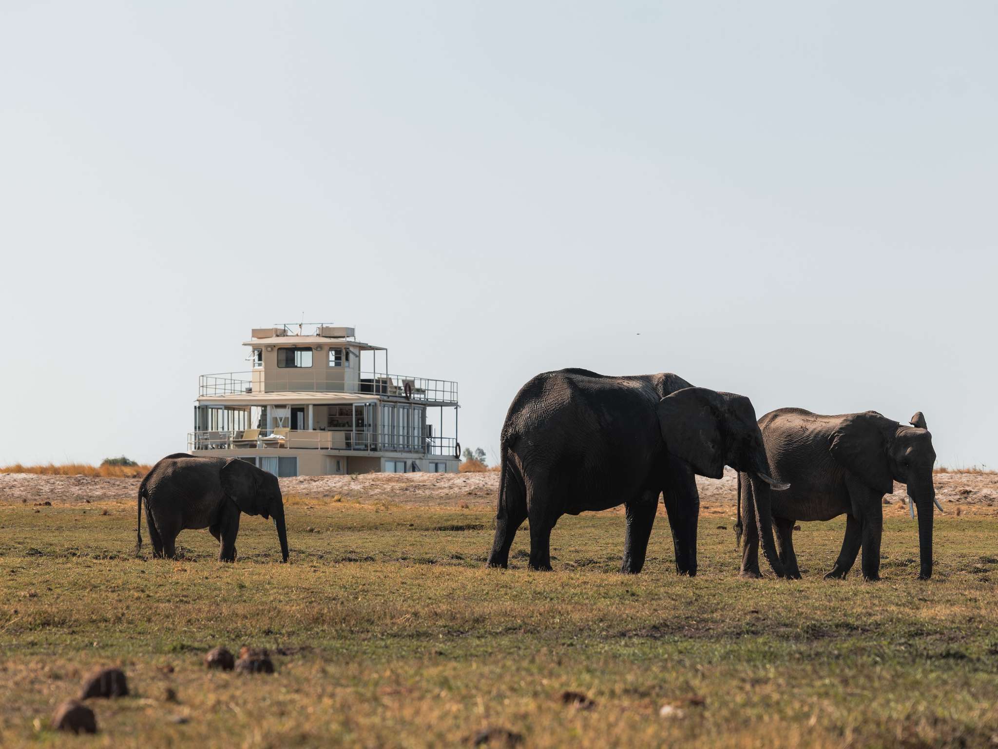 Chobe Princesses by Mantis - ALL